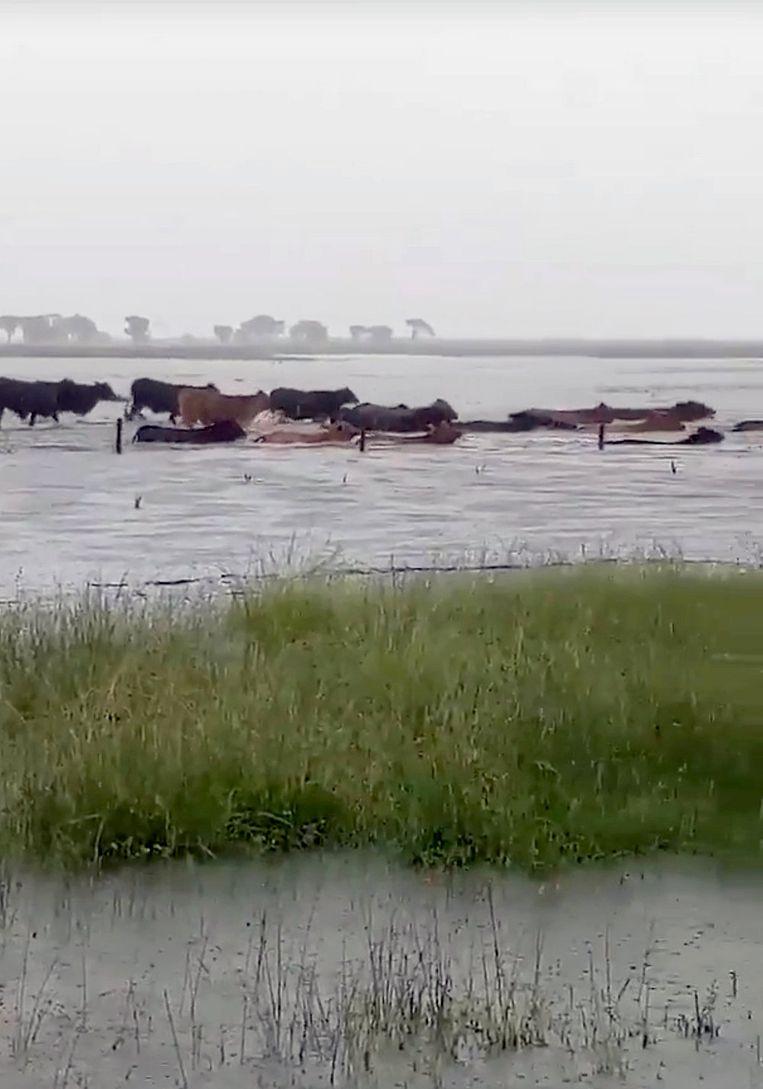 Heartbreaking photos show 300,000 cattle drowned in Australia - Afrinik