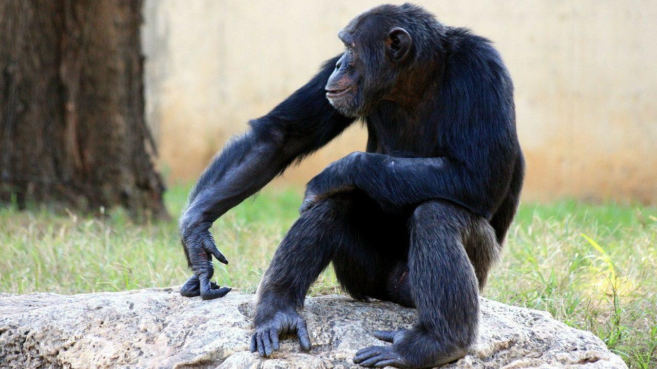 Reagan described Africans at the UN as “monkeys” - Afrinik
