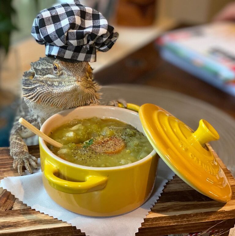 This lizard has its cookbook and the favorite place is the kitchen ...