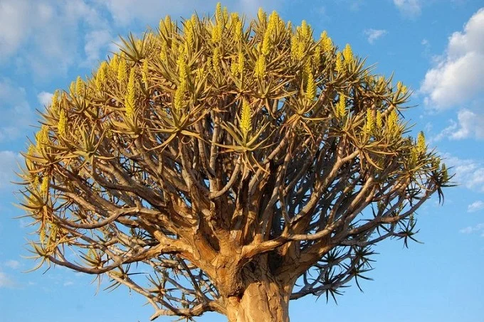 Quiver Tree Facts Unique Quiver Forest In Namibia Afrinik