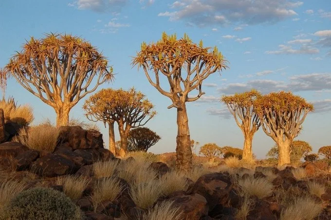 Quiver Tree Facts Unique Quiver Forest In Namibia Afrinik