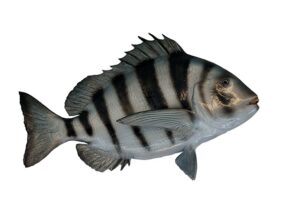 Sheepshead facts: fish with human teeth - Afrinik